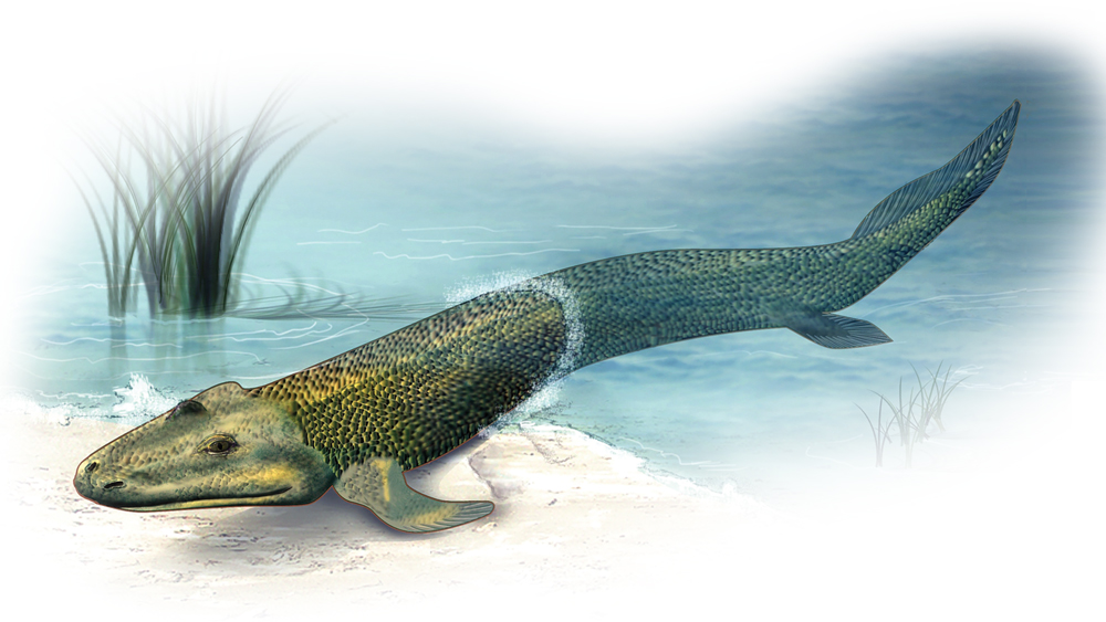 The Tiktaalik Missing Link Myth | The Institute for Creation Research